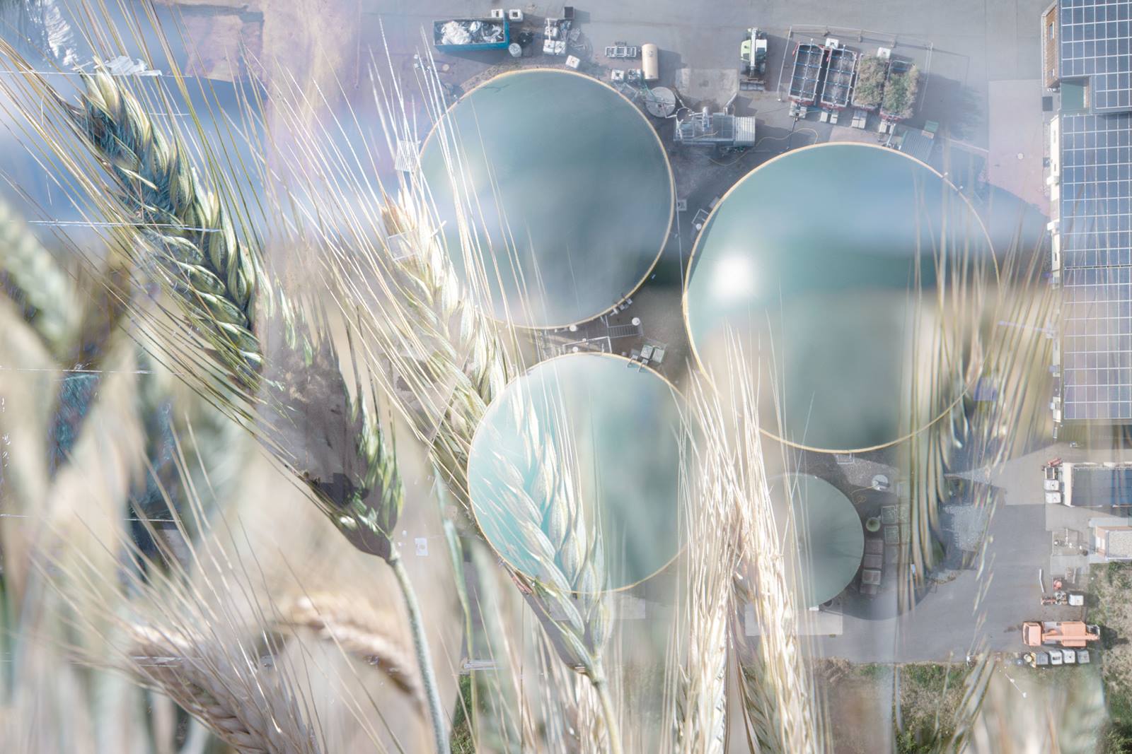 Download fact sheet: Bioenergy opportunities in Denmark